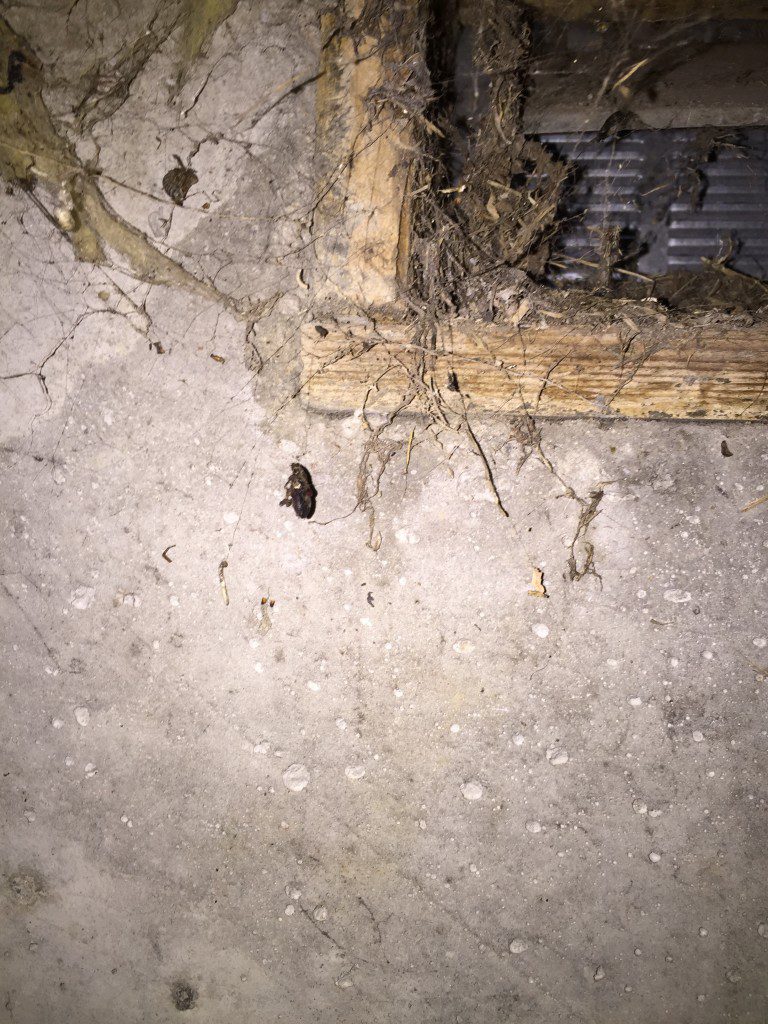 Spiders, Insects, Rodents, and crawlspaces | Barrier Pest Control