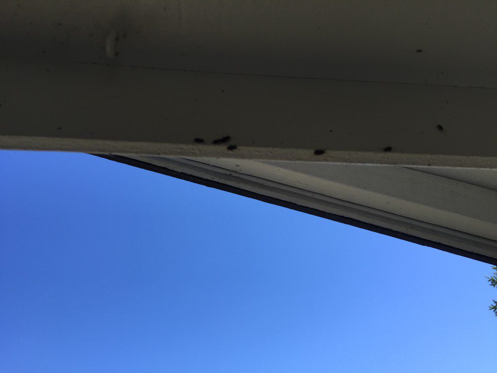 Why do spiders and insects come inside my house? | Barrier Pest Control