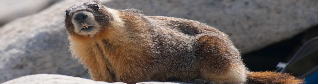 Rock Chuck round-up! - Barrier Pest Control