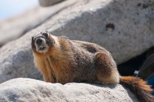 What Are Rock Chucks? - Barrier Pest Control