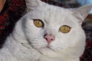 What Will Happen if My Cat Eats a Poisoned Mouse? - Barrier Pest Control