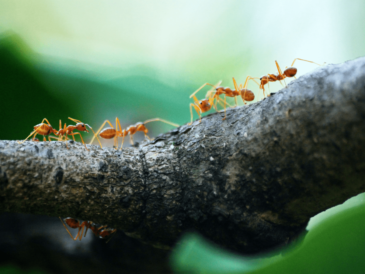 Why Do I Have Ant Problems Every Spring? - Barrier Pest Control