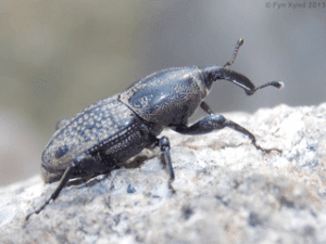 Billbugs, Chinch Bugs & Lawn Damage - Barrier Pest Control