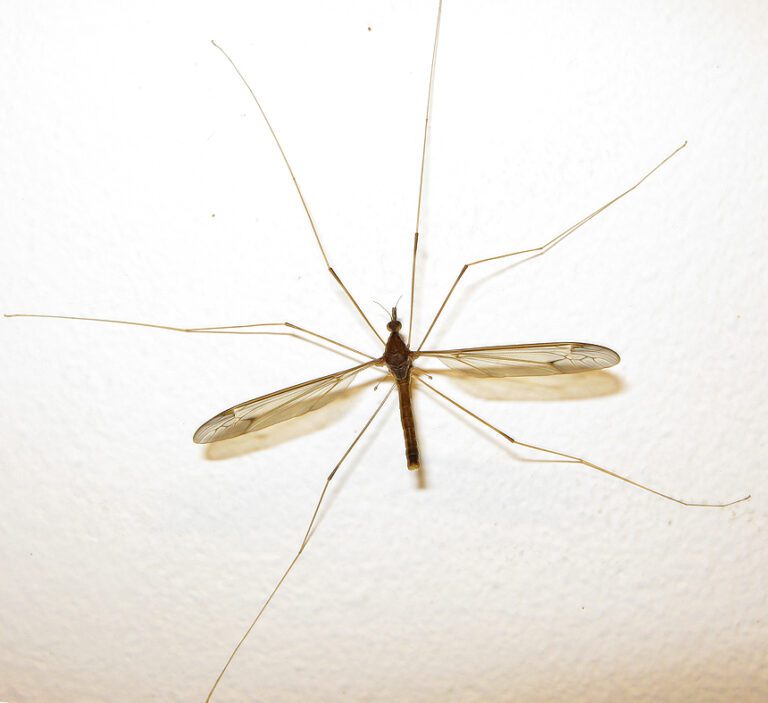 The Crane Fly - Household Menace or Friend? Barrier Pest Control