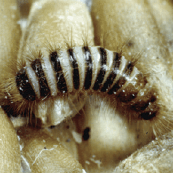 Pantry Pest Identification in Idaho - Barrier Pest Control