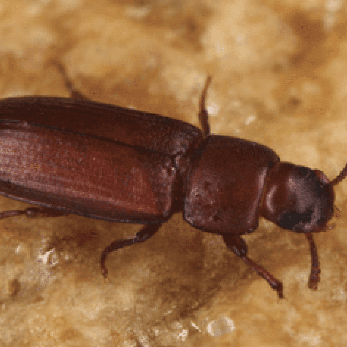 Pantry Pest Identification in Idaho - Barrier Pest Control