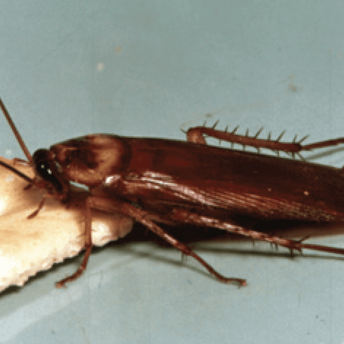 Pantry Pest Identification in Idaho - Barrier Pest Control