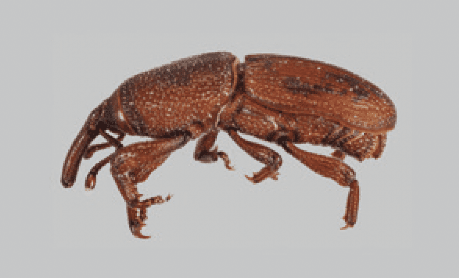 Pantry Pest Identification in Idaho - Barrier Pest Control