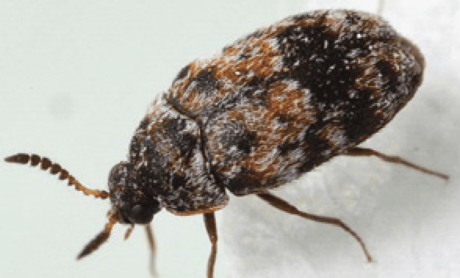 Pantry Pest Identification in Idaho - Barrier Pest Control