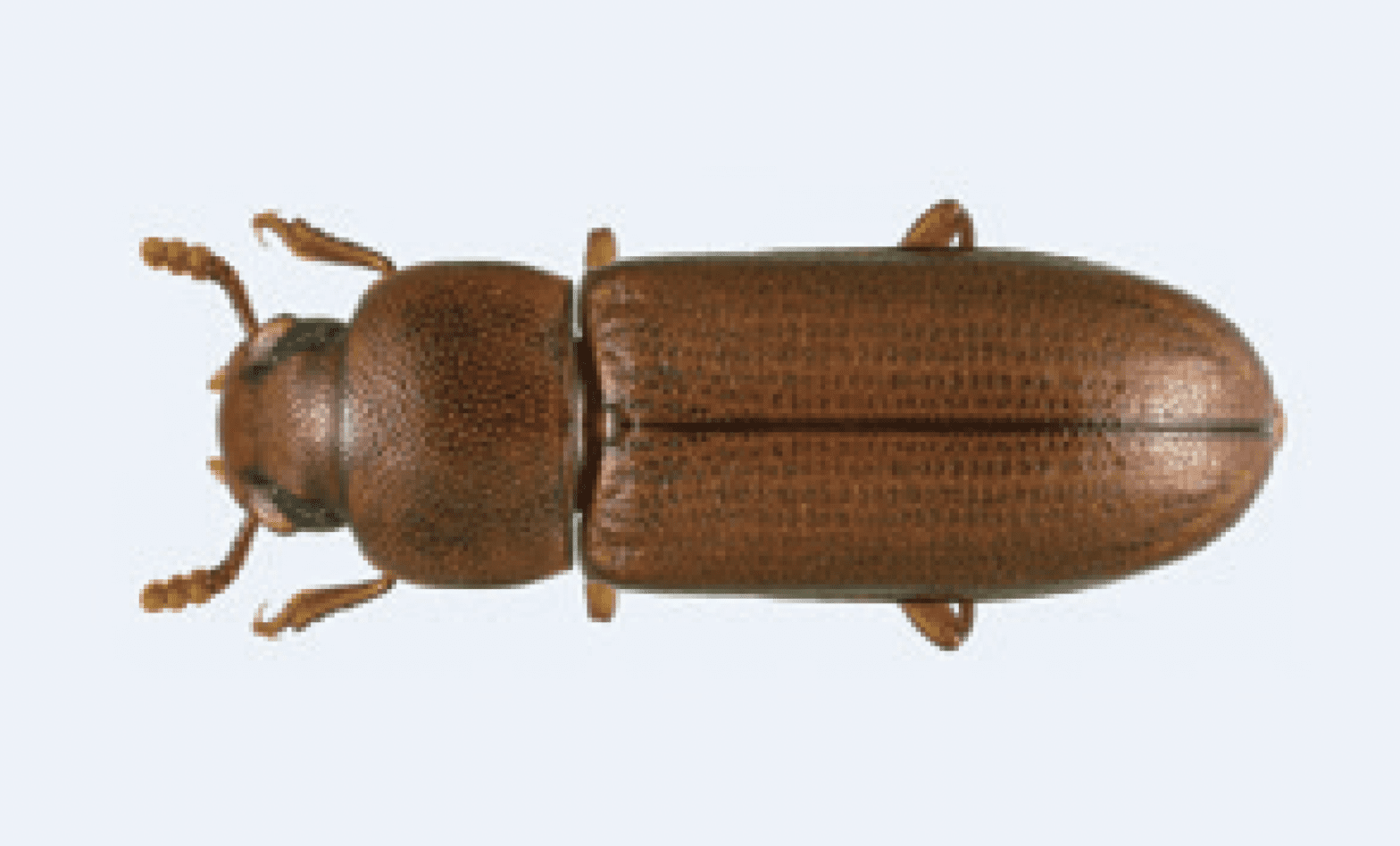 Pantry Pest Identification in Idaho - Barrier Pest Control