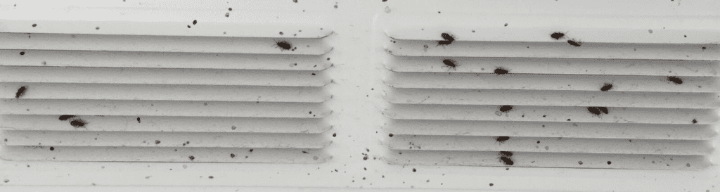 Filer Pest Control & Extermination | Barrier Pest Control