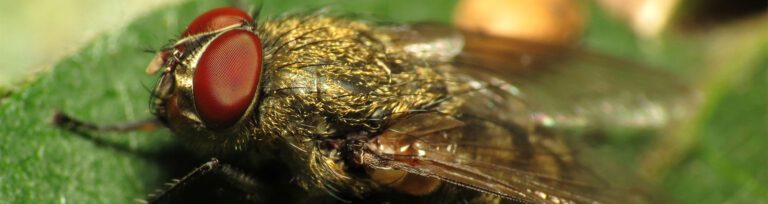 Professional Pest Control Service in Boise, ID | Barrier Pest Control