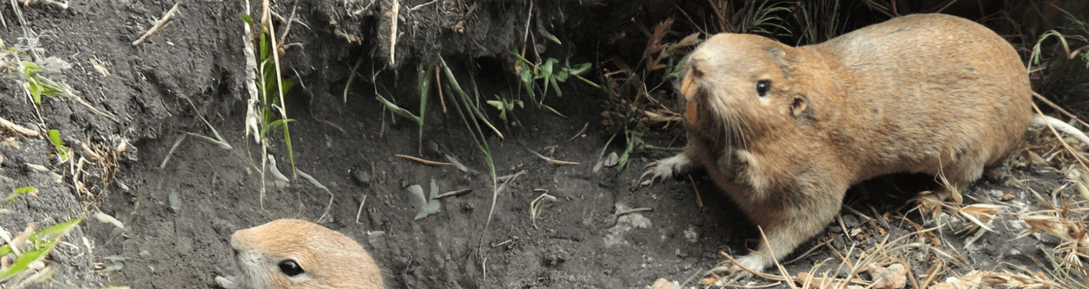 Professional Pest Control Service in Boise, ID | Barrier Pest Control