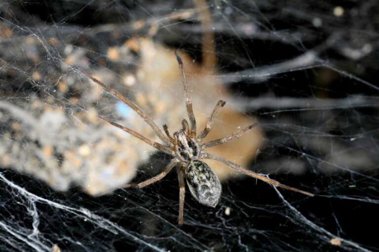 Why Wolf Spiders Invade Boise Garages in Winter